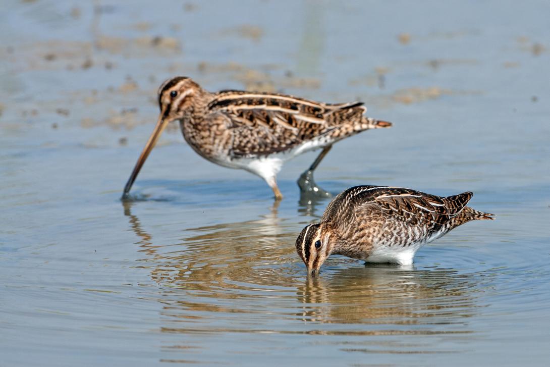 Alla ricerca della caccia perduta | Lipu ODV